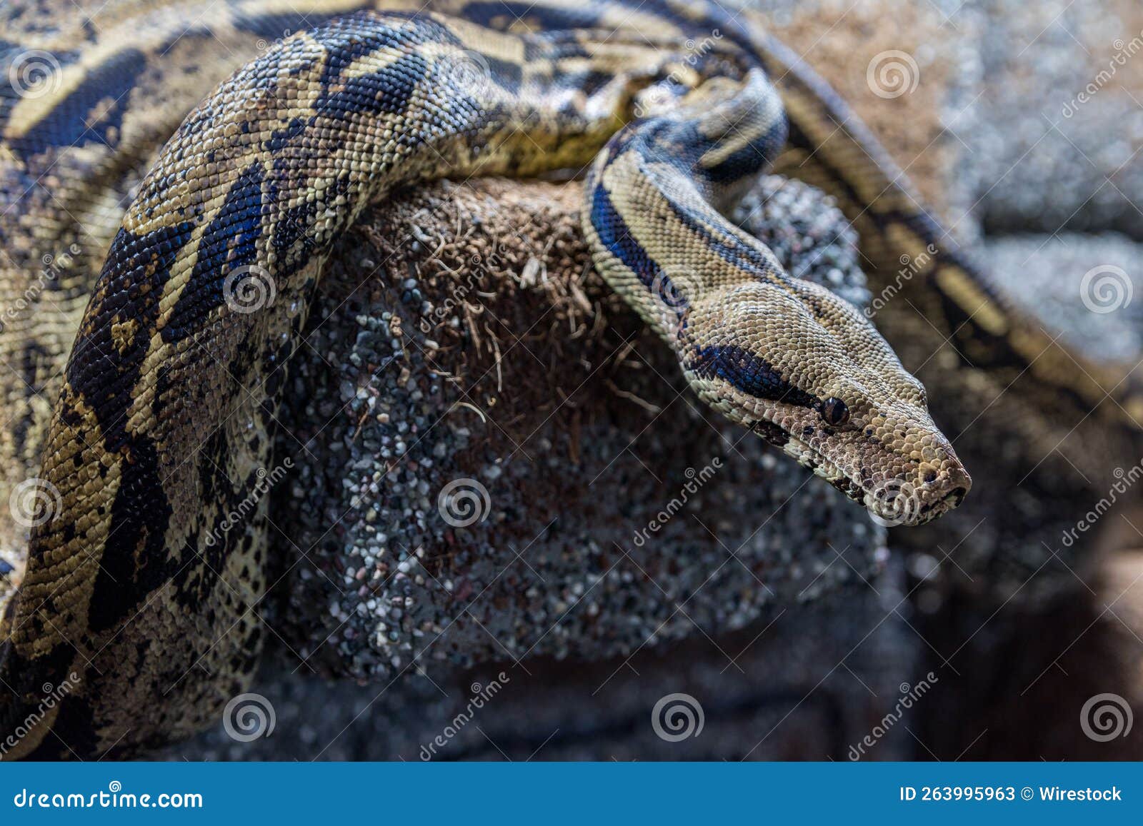 Closeup Shot of a Boa Constrictor Snake Slithering on a Rock Wall Stock ...