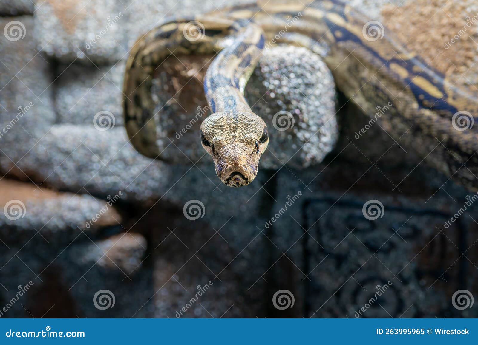 Closeup Shot of a Boa Constrictor Snake Slithering on a Rock Wall Stock ...