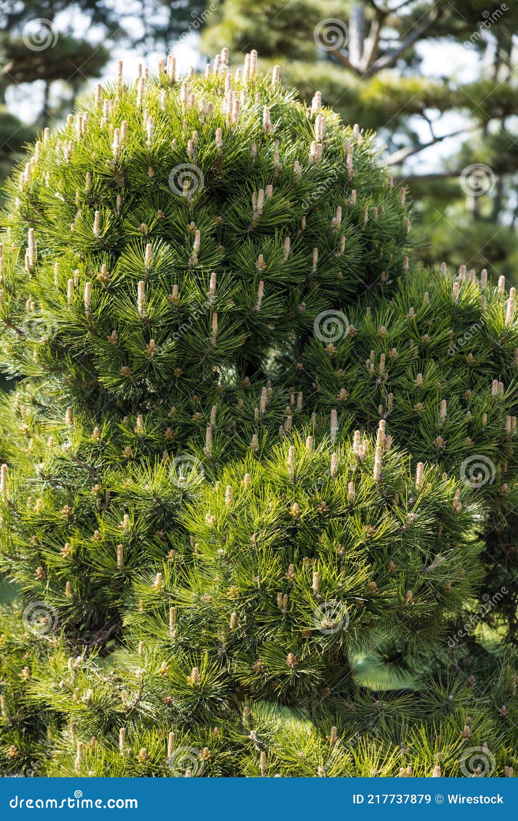 Closeup Shot of a Bog Pine Tree Stock Image - Image of creeping ...