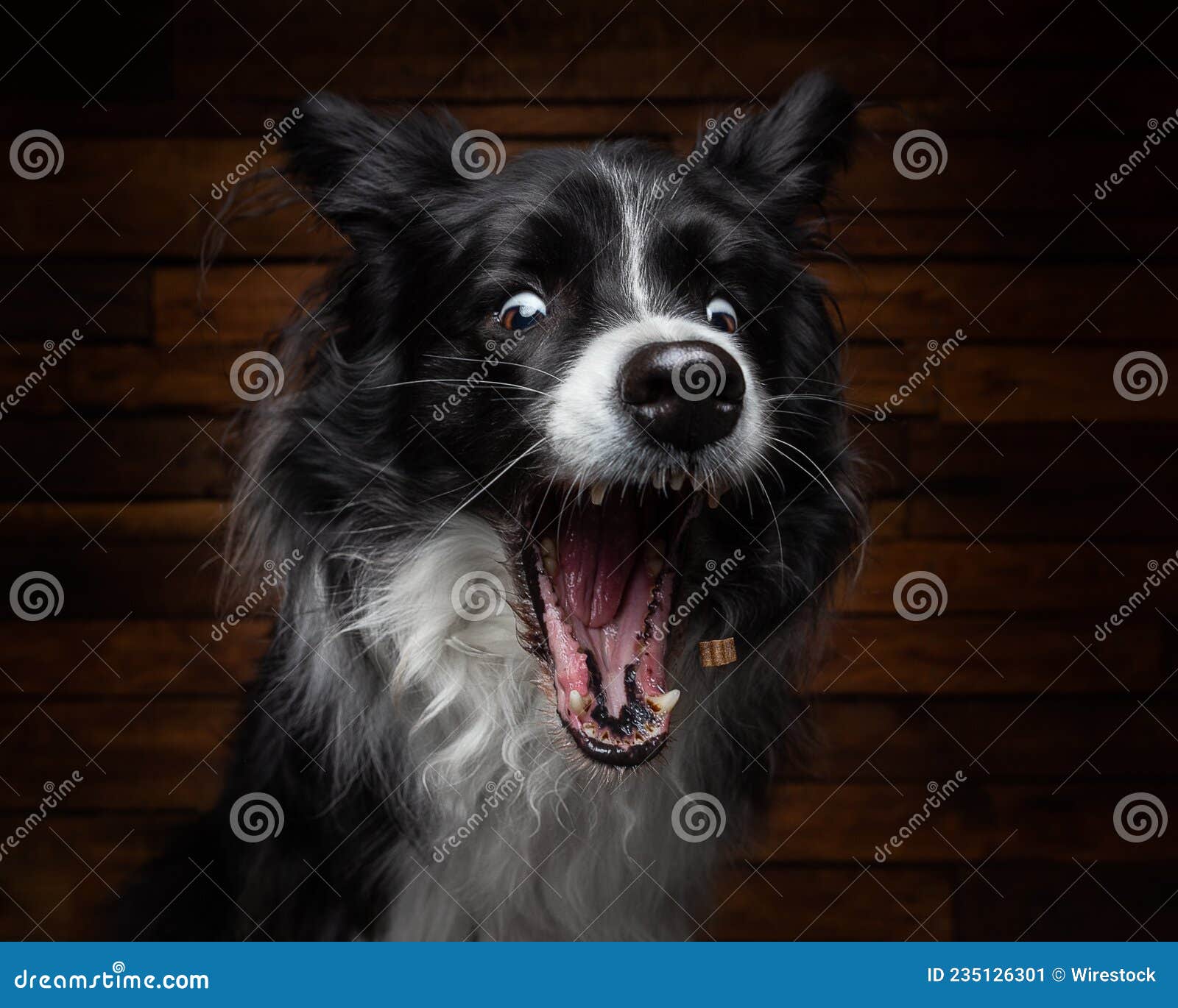 Closeup Shot of a Border Collie with a Funny Face Stock Image - Image ...