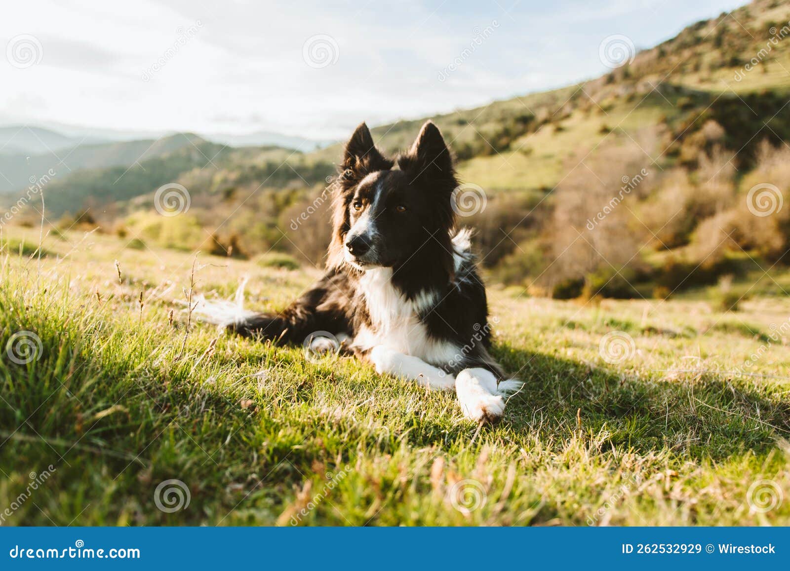 Closeup Shot of a Border Collie in an Open Field with Mountains in the ...