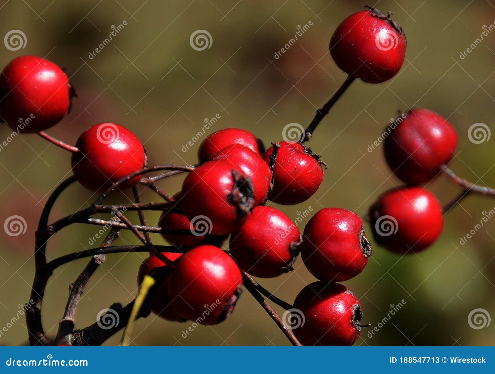 Closeup Shot of a Branch with Crataegus Monogyna Fruit Stock Image ...
