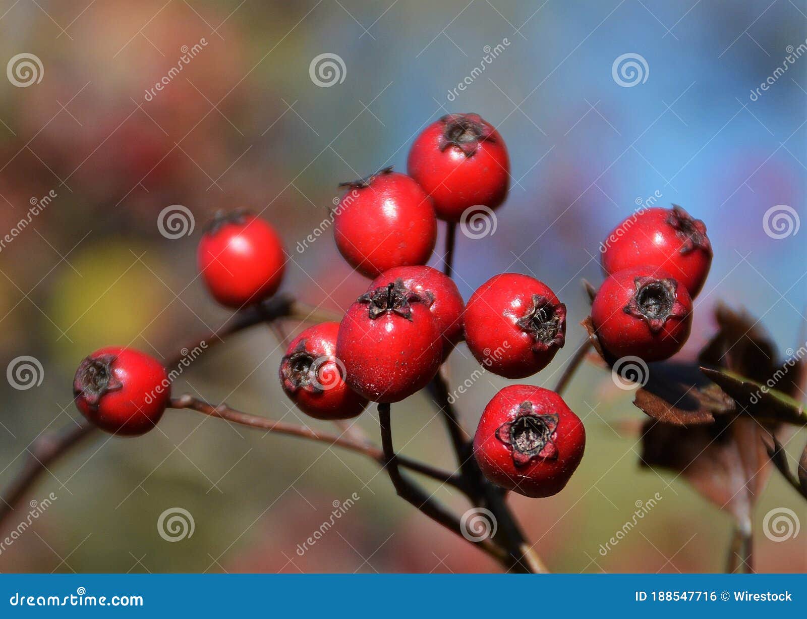 Closeup Shot of a Branch with Crataegus Monogyna Fruit Stock Photo ...