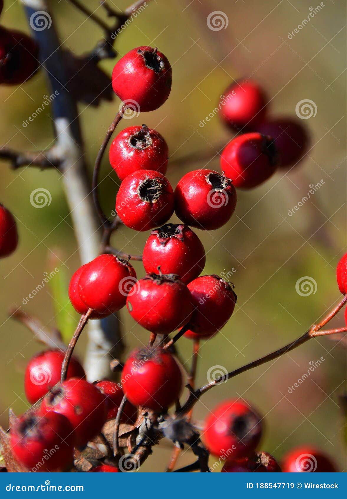 Closeup Shot of a Branch with Crataegus Monogyna Fruit Stock Image ...