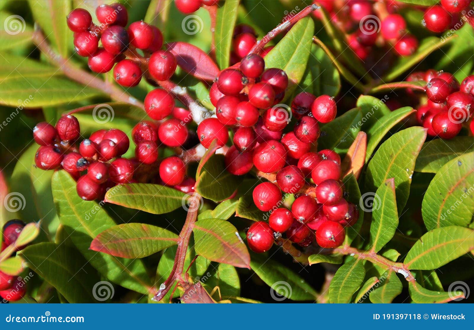 Red Fruit Of Pyracantha Coccinea Or Firethorn Royalty-Free Stock Photo ...