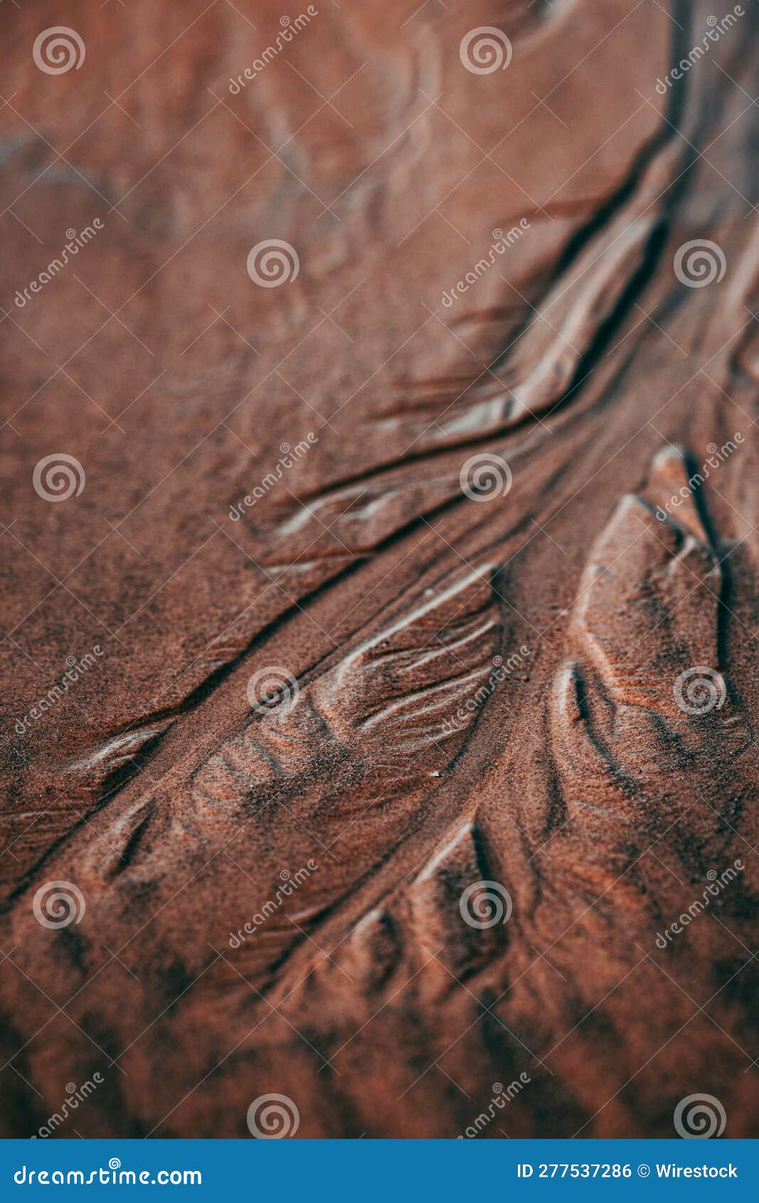 Closeup Shot of Branch Patterns on Sandy Ground Stock Photo - Image of ...
