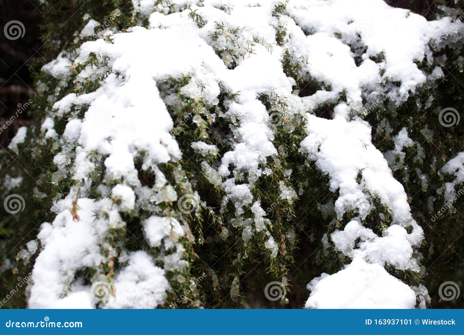 Closeup Shot of the Branches of Spruce Tree Covered with Snow and Ice ...