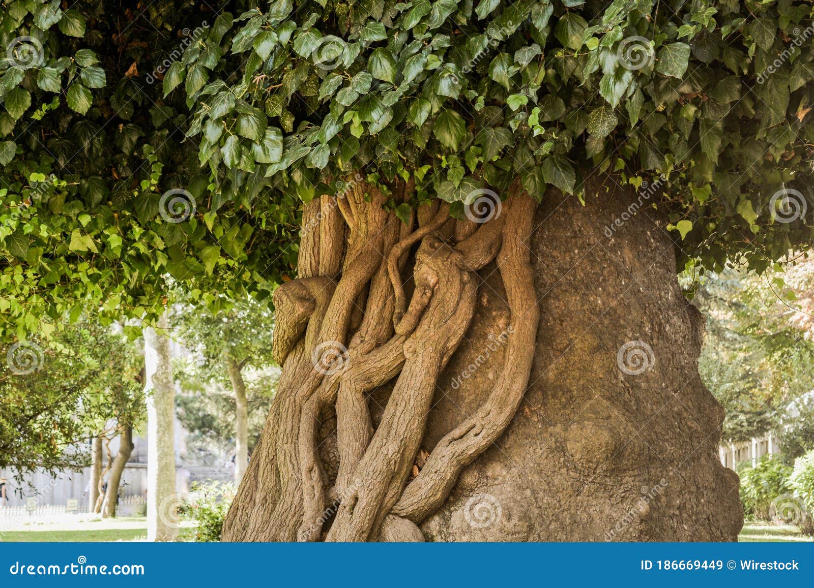 Closeup Shot of the Branches of a Tree Next To Its Thick Bark Stock ...