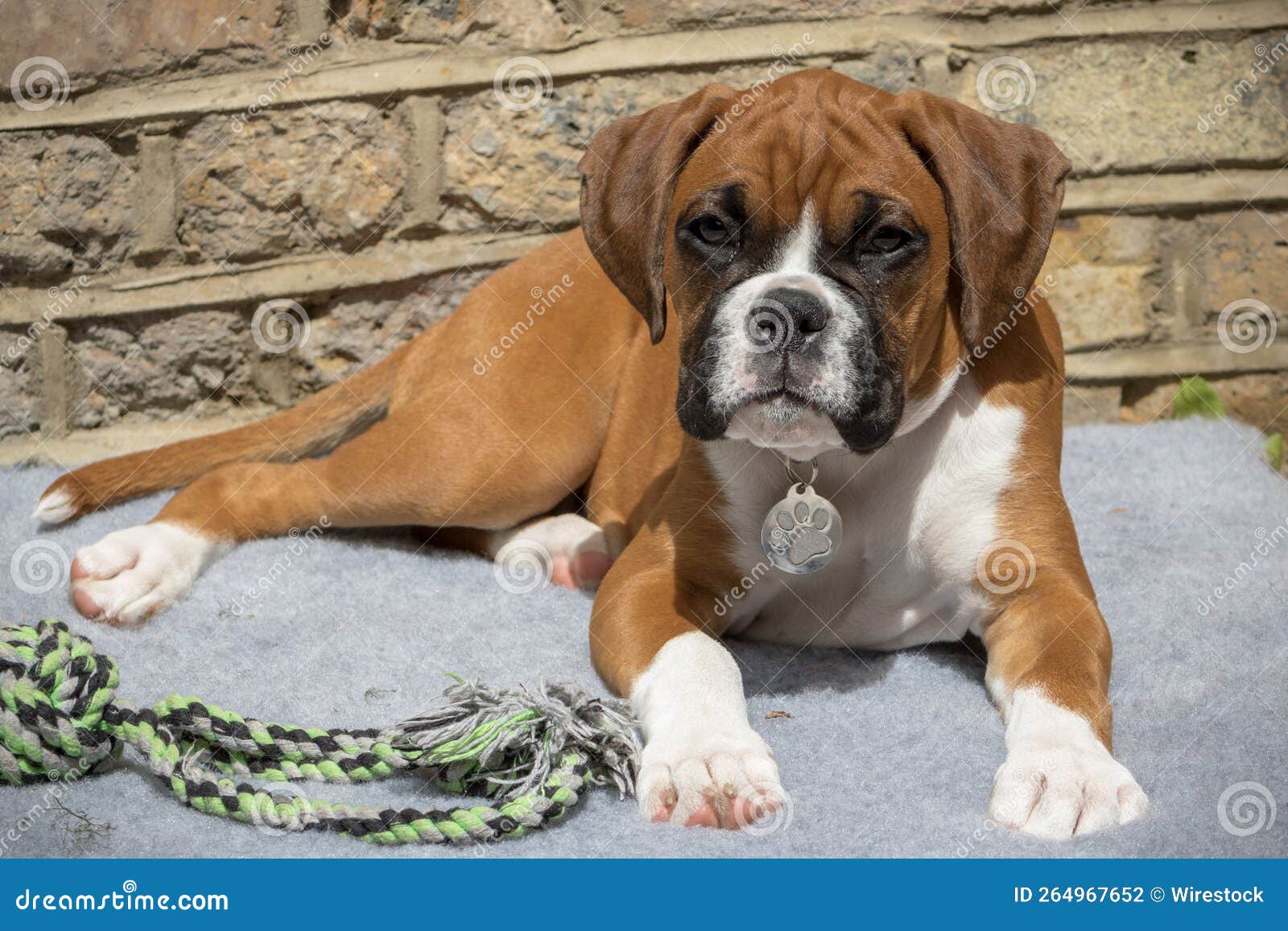 Closeup Shot of a Brown Boxer Dog Lying Down and Relaxing Stock Photo ...