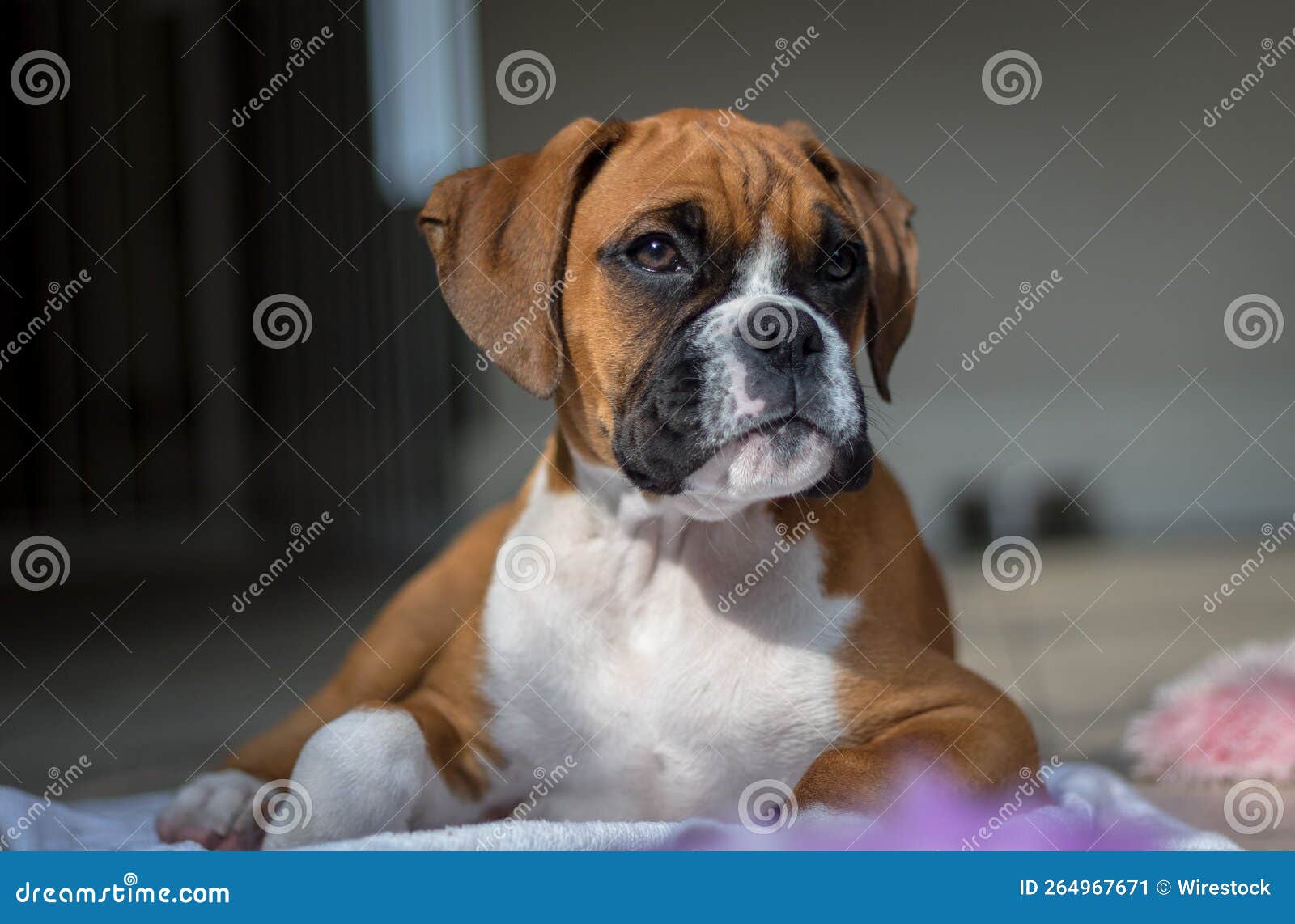 Closeup Shot of a Brown Boxer Dog Lying Down and Relaxing Stock Image ...