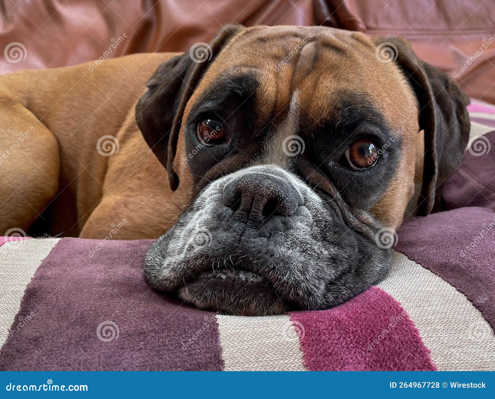 Closeup Shot of a Brown Boxer Dog Lying Down and Relaxing Stock Photo ...