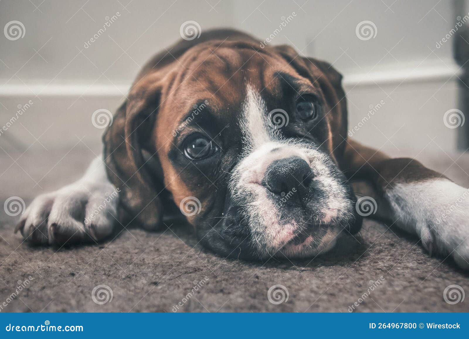 Closeup Shot of a Brown Boxer Dog Lying Down and Relaxing Stock Photo ...