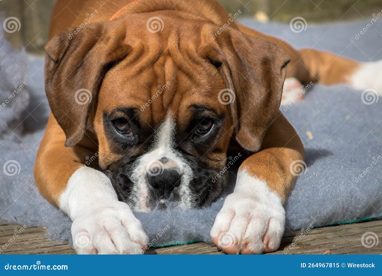 Closeup Shot of a Brown Boxer Dog Lying Down and Relaxing Stock Image ...