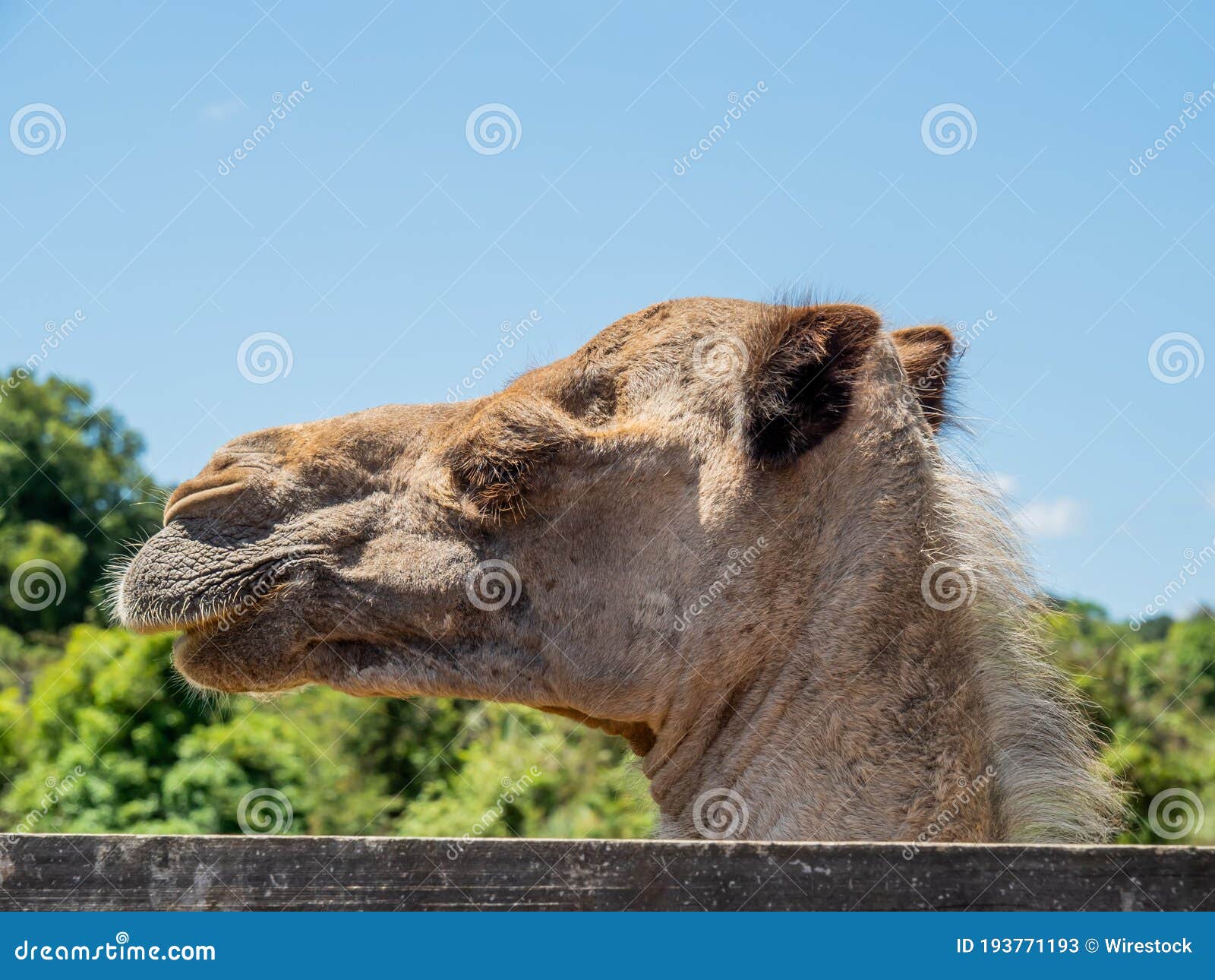 Closeup Shot of a Brown Camel Face with a Nature Background Stock Image ...