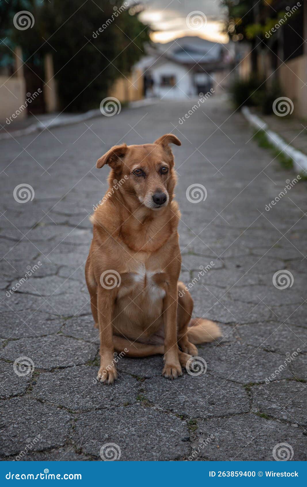 Closeup Shot of a Brown Dog Standing in the Yard Stock Photo - Image of ...