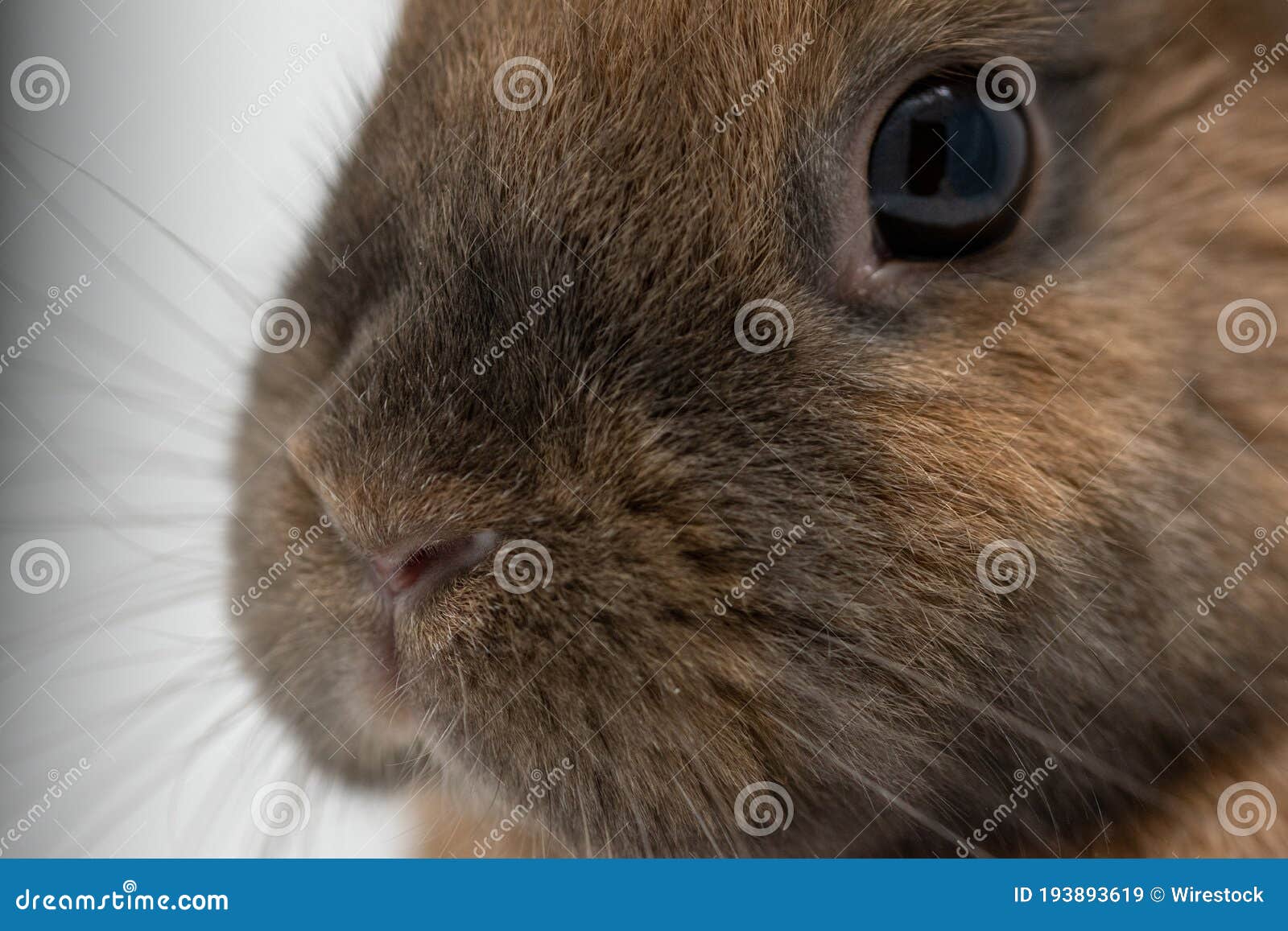 Closeup Shot of a Brown Dwarf Rabbit Stock Image - Image of wild ...