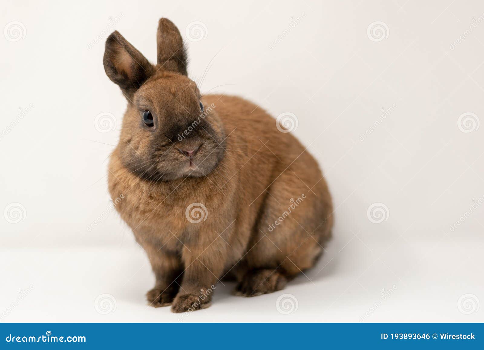 Brown Dwarf Bunny Royalty-Free Stock Photography | CartoonDealer.com ...