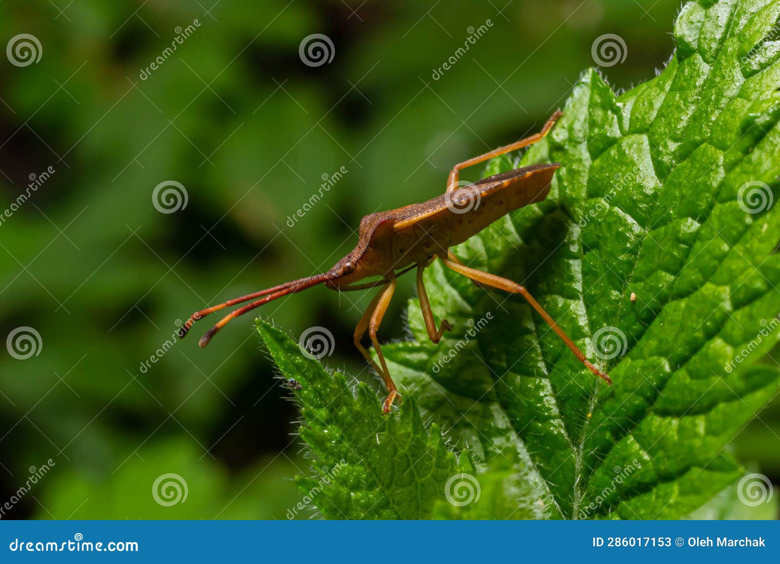 A Closeup Shot of a Brown Forest Bug or Red-legged Shieldbug on a Green ...
