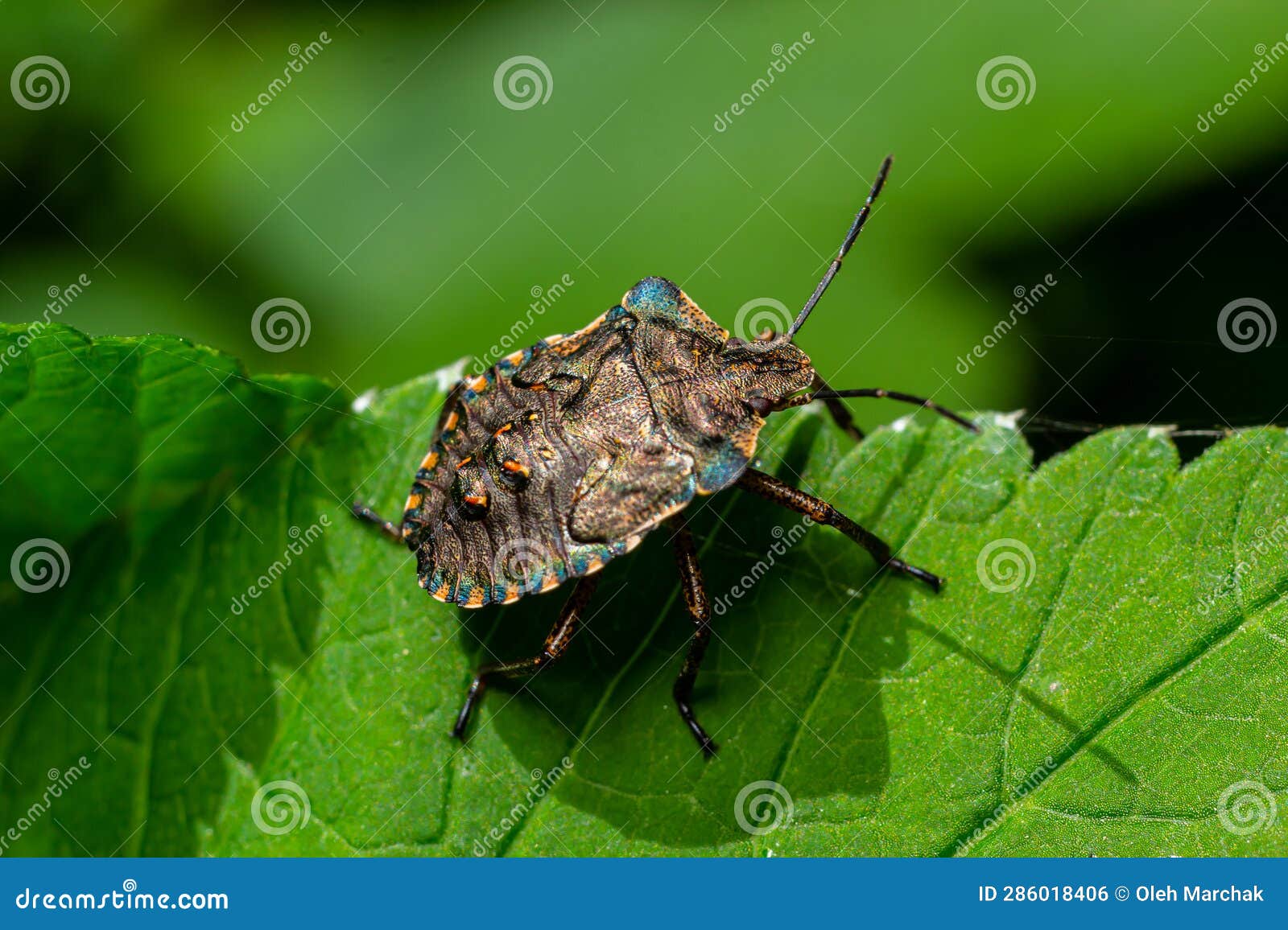 A Closeup Shot of a Brown Forest Bug or Red-legged Shieldbug on a Green ...