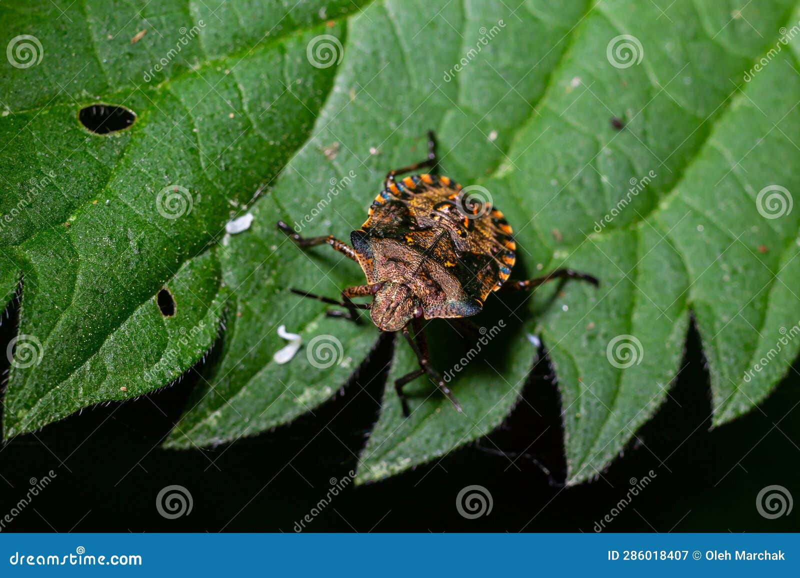 A Closeup Shot of a Brown Forest Bug or Red-legged Shieldbug on a Green ...