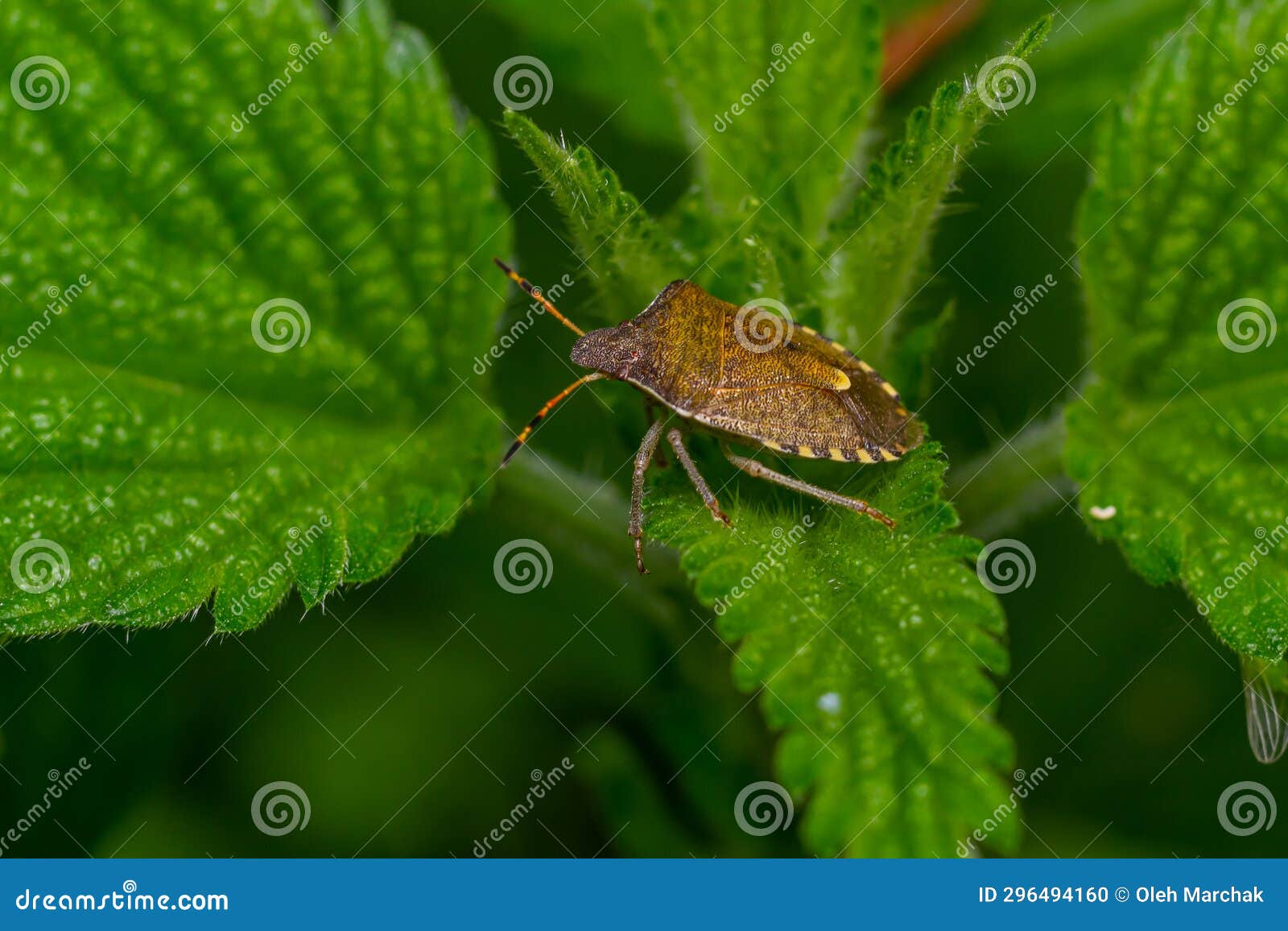 A Closeup Shot of a Brown Forest Bug or Red-legged Shieldbug on a Green ...