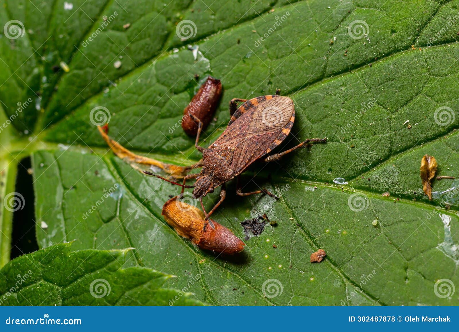 A Closeup Shot of a Brown Forest Bug or Red-legged Shieldbug on a Green ...