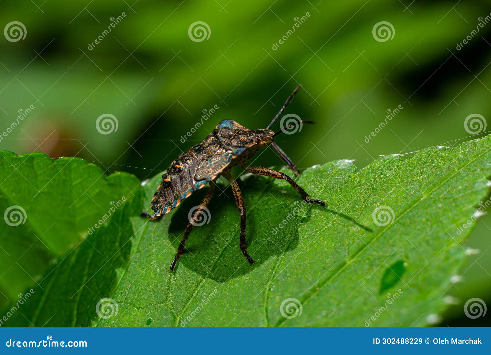 A Closeup Shot of a Brown Forest Bug or Red-legged Shieldbug on a Green ...