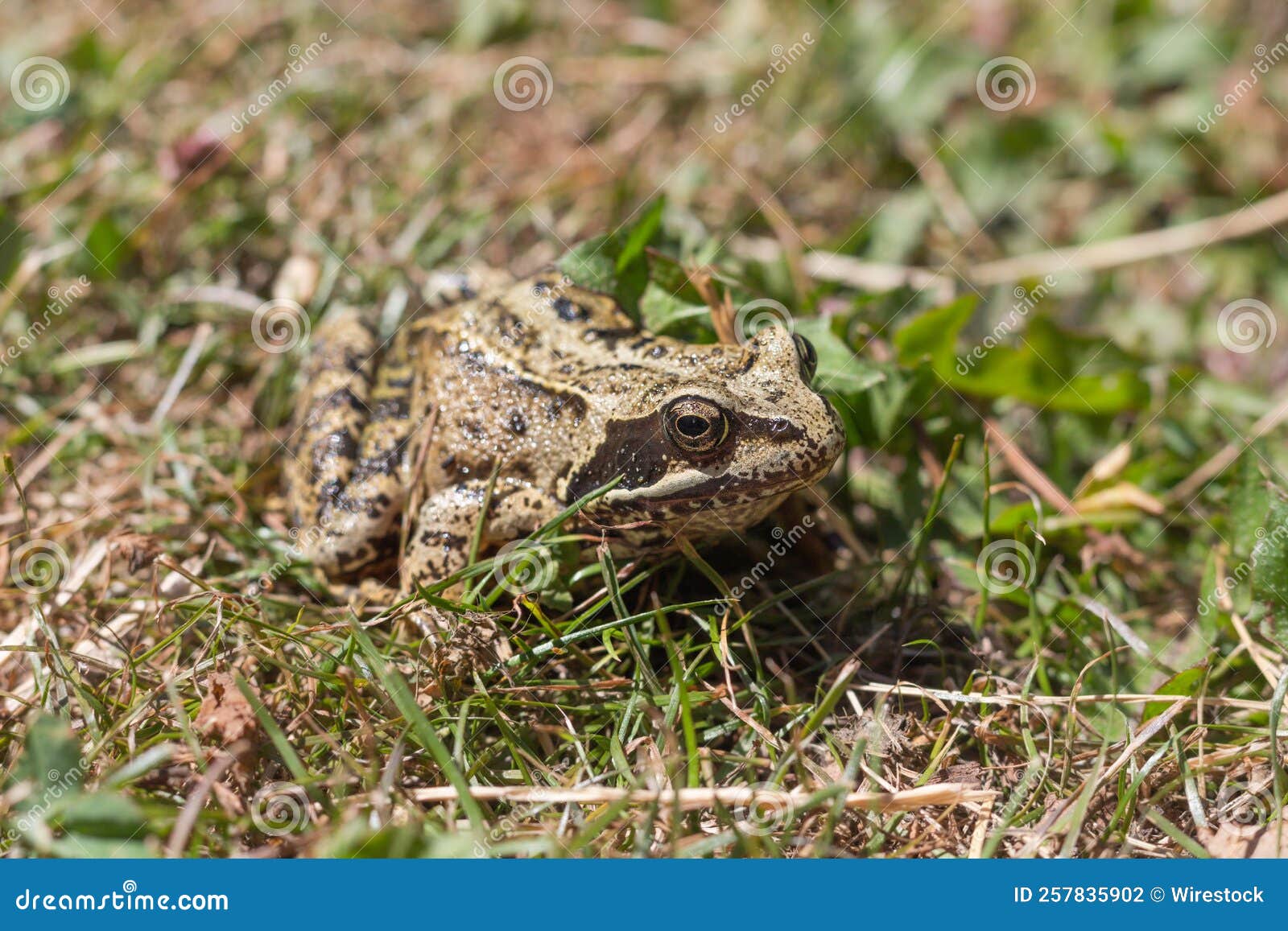 Closeup Shot of a Brown Frog on the Grass Stock Photo - Image of green ...