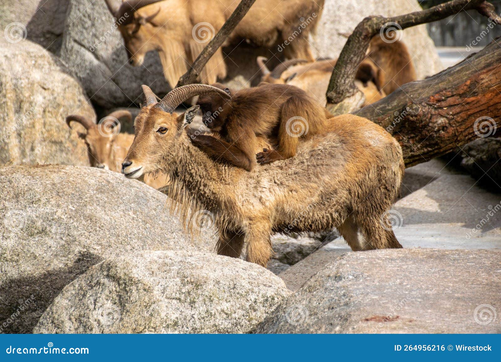 Closeup Shot of a Brown Goat and a Monkey Playing on the Back of it in ...