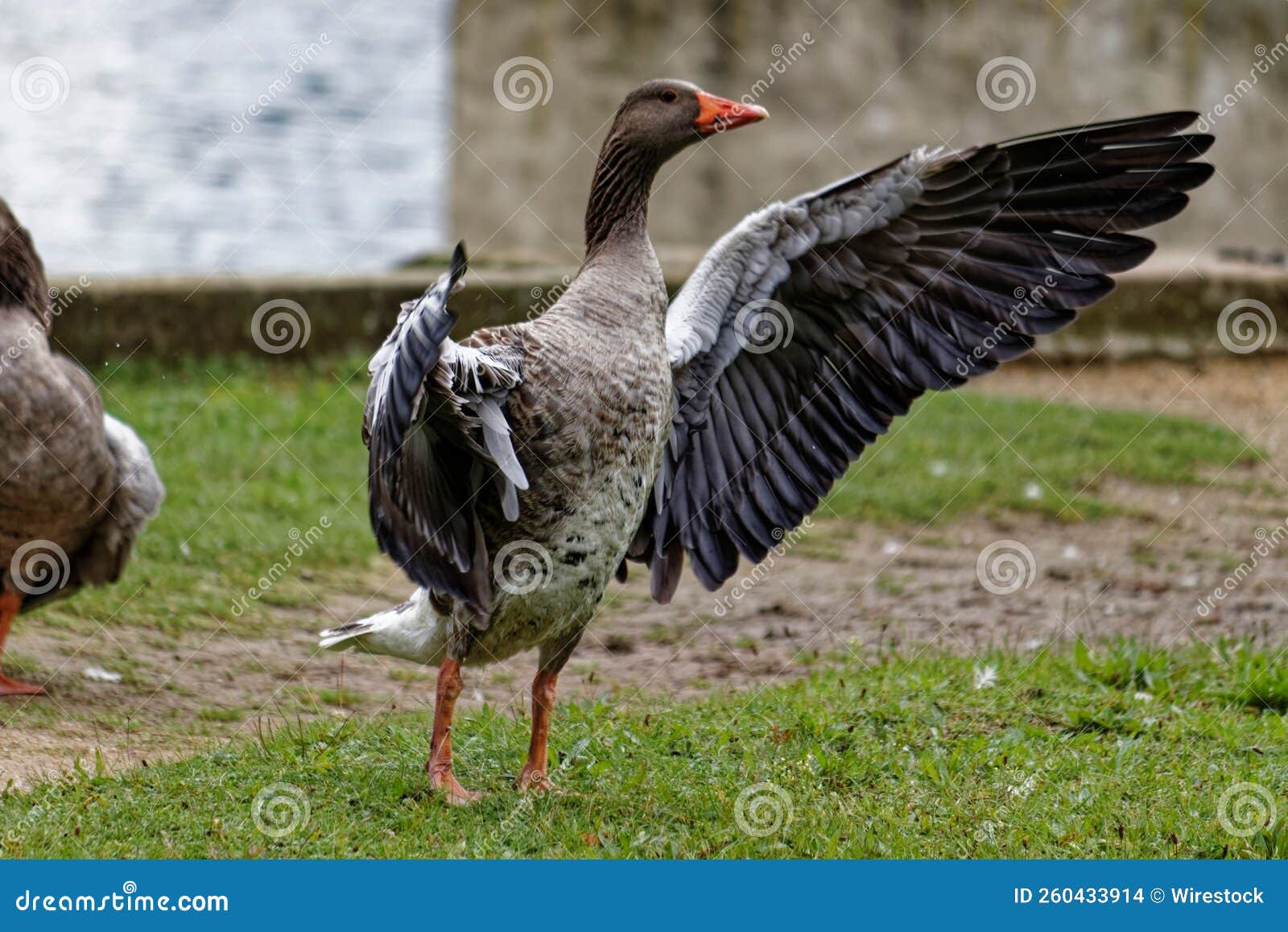 Closeup Shot of a Brown Goose with Open Wings Preparing for Flight in a ...