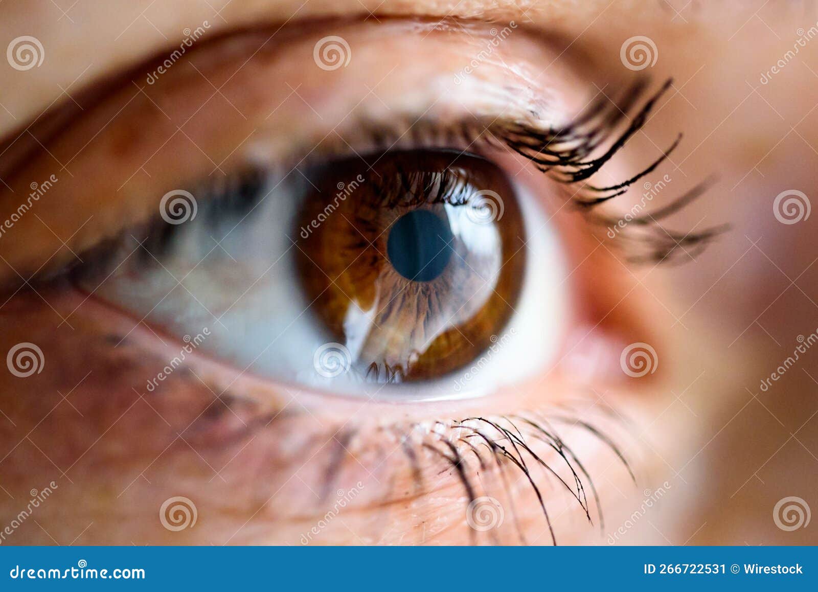 Closeup Shot of a Brown Human Eye. Stock Image - Image of beautiful ...