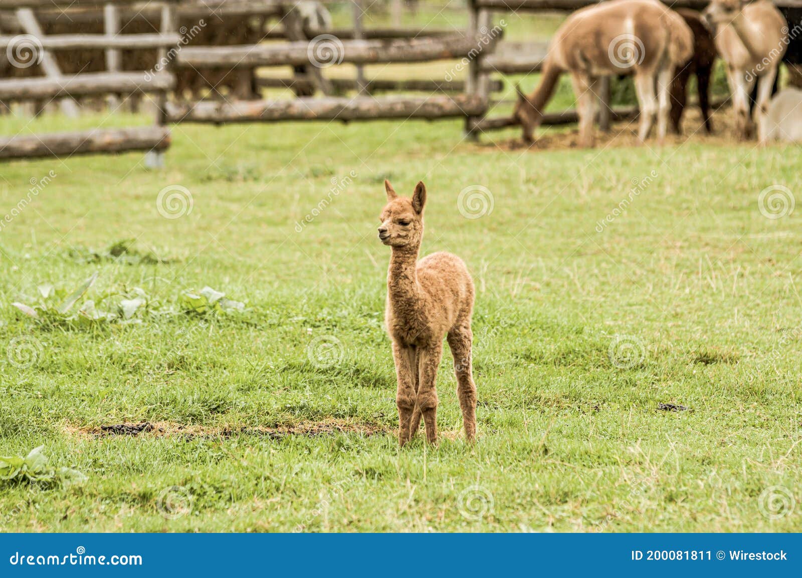 Closeup Shot of a Brown Llama in the Field Stock Image - Image of brown ...