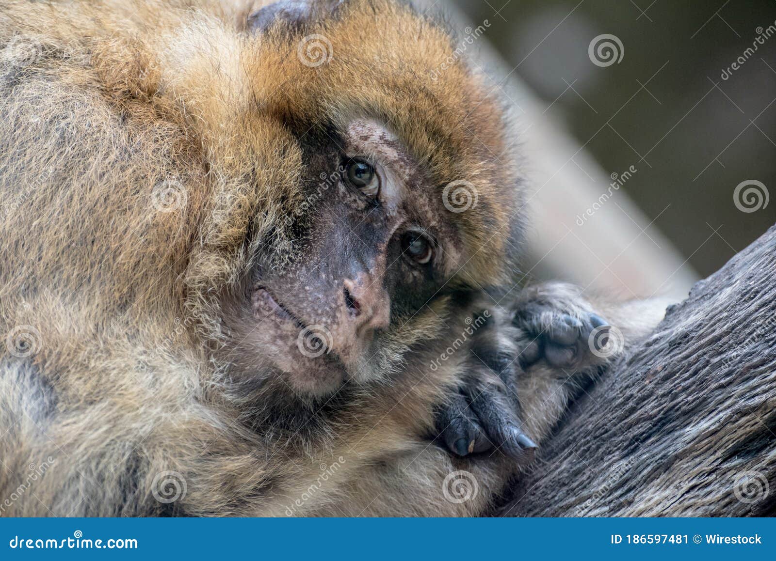 Closeup Shot of a Brown Monkey Laying His Head on His Hands Stock Image ...