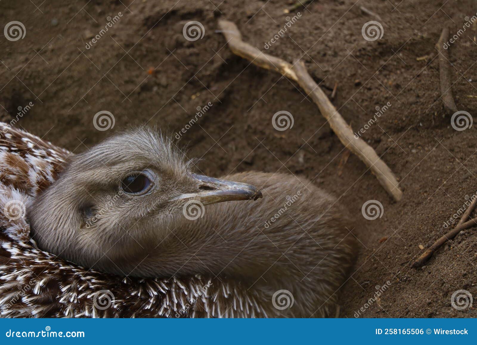 Closeup Shot of the Brown Ostrich Lying in the Sandy Ground Stock Photo ...
