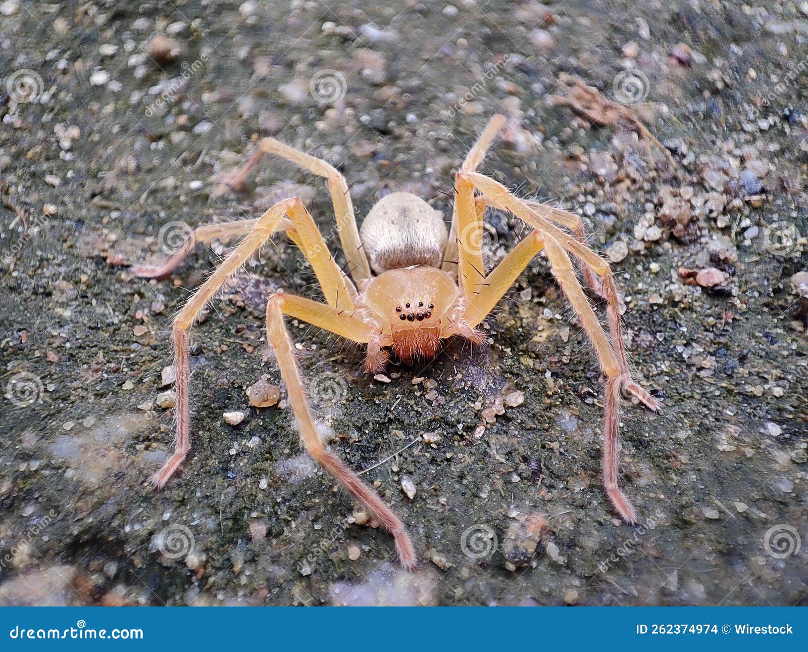 Closeup Shot of a Brown Recluse Spider on the Soil Stock Photo - Image ...