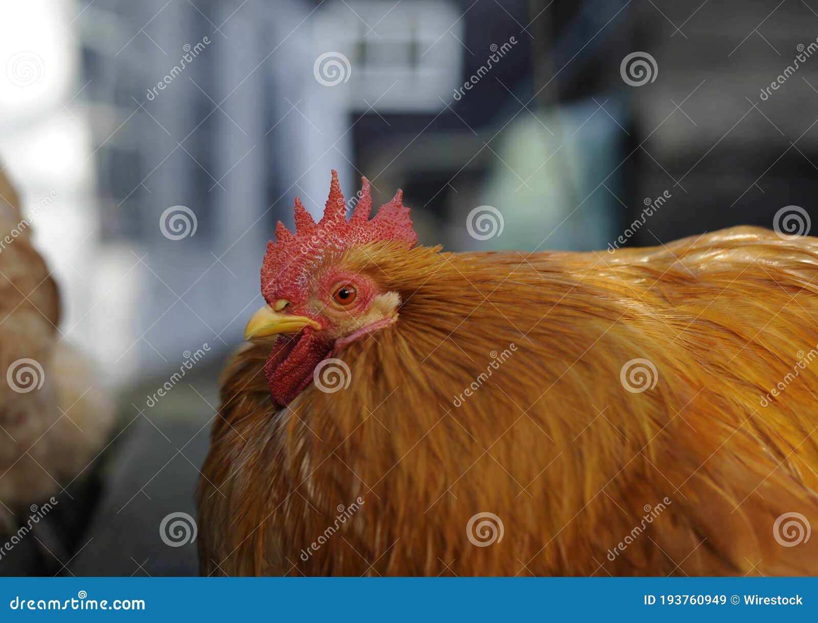 Closeup Shot of a Brown Rooster with Red Eyes Stock Image - Image of ...