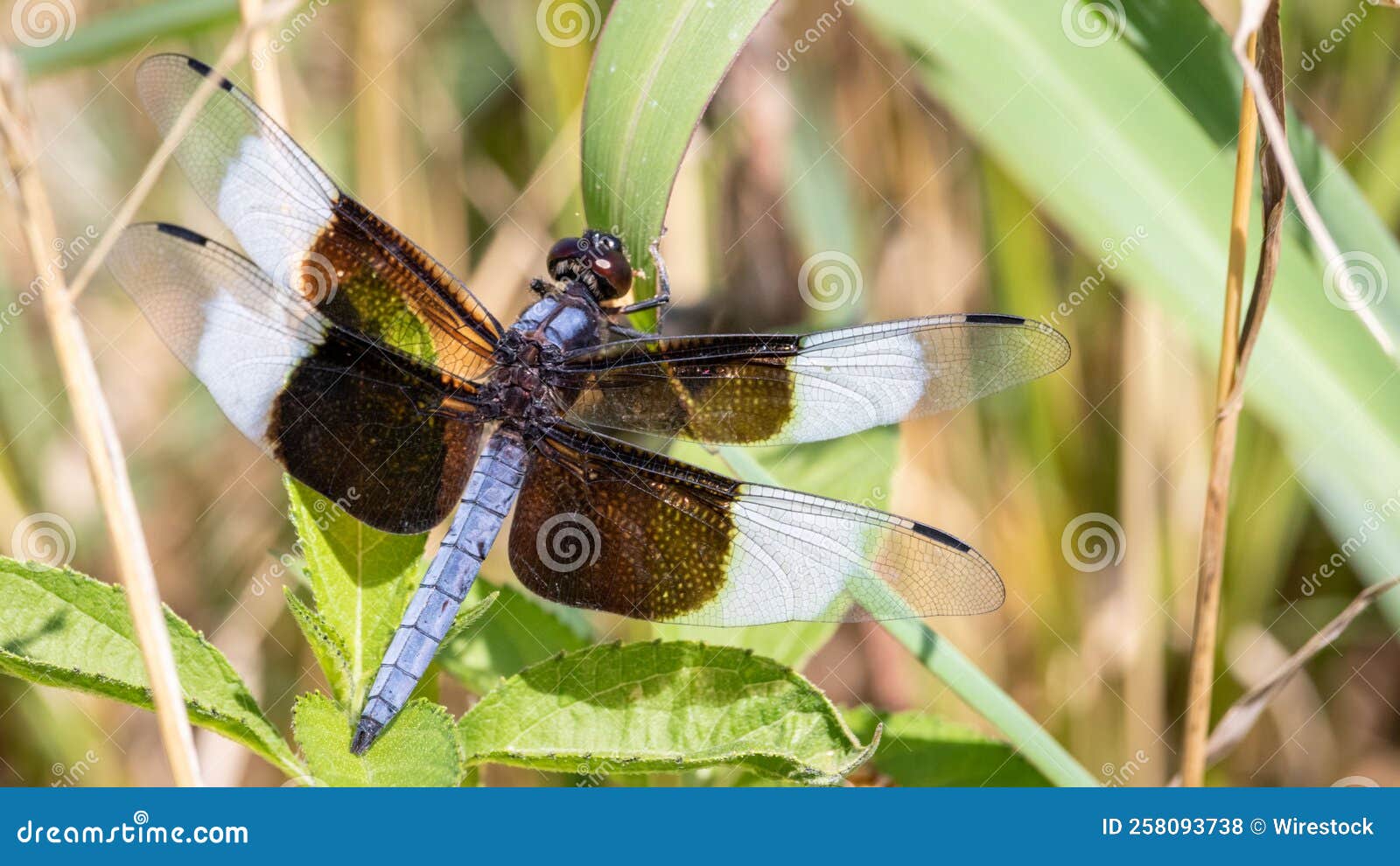 Closeup Shot of a Brown Striped Double-winged Dragonfly on a Leaf of a ...