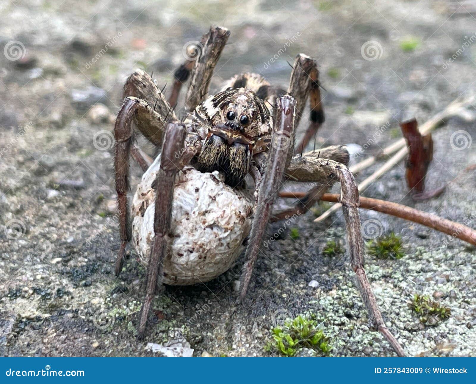 Closeup Shot of a Brown Tarantula Spider Crawling on a Rock Stock Image ...