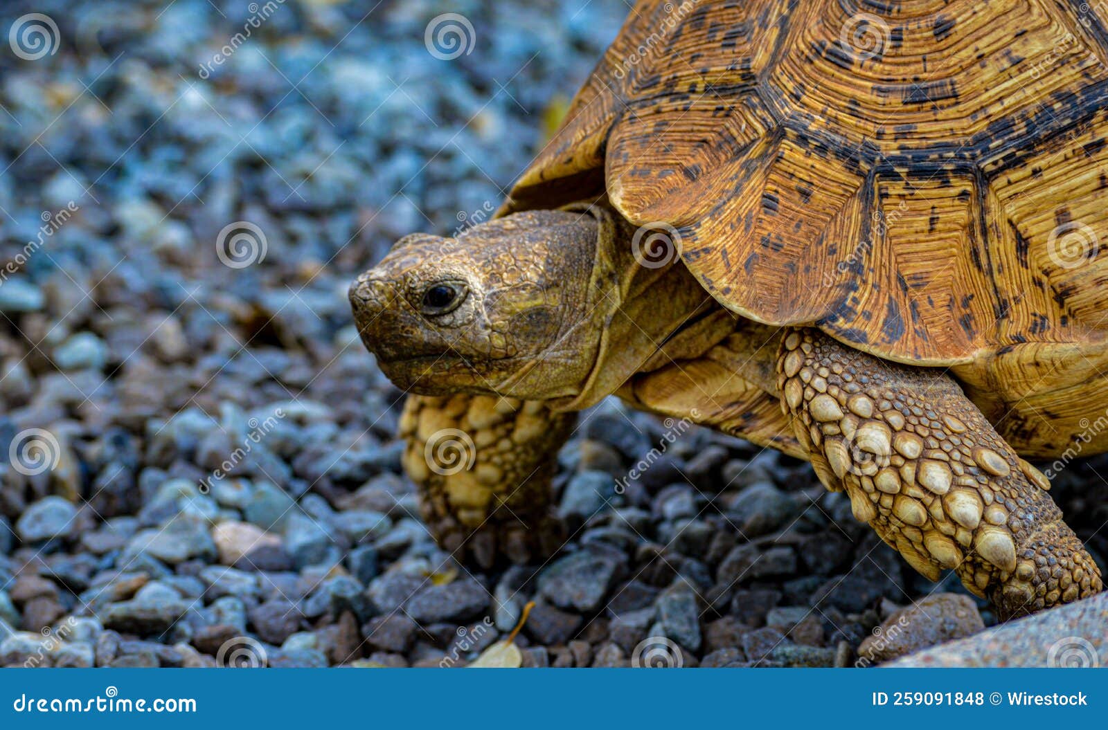 Closeup Shot of a Brown Tortoise Crawling on a Rocky Path Stock Photo ...