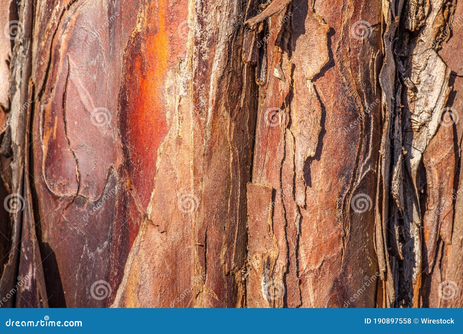 Closeup Shot of a Brown Tree Bark Texture Stock Photo - Image of forest ...