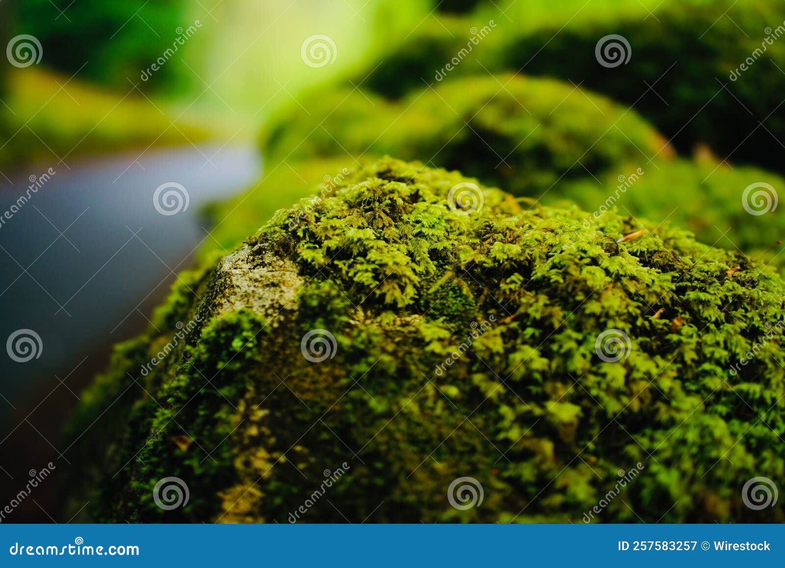 Bryidae Stock Photos - Free & Royalty-Free Stock Photos from Dreamstime