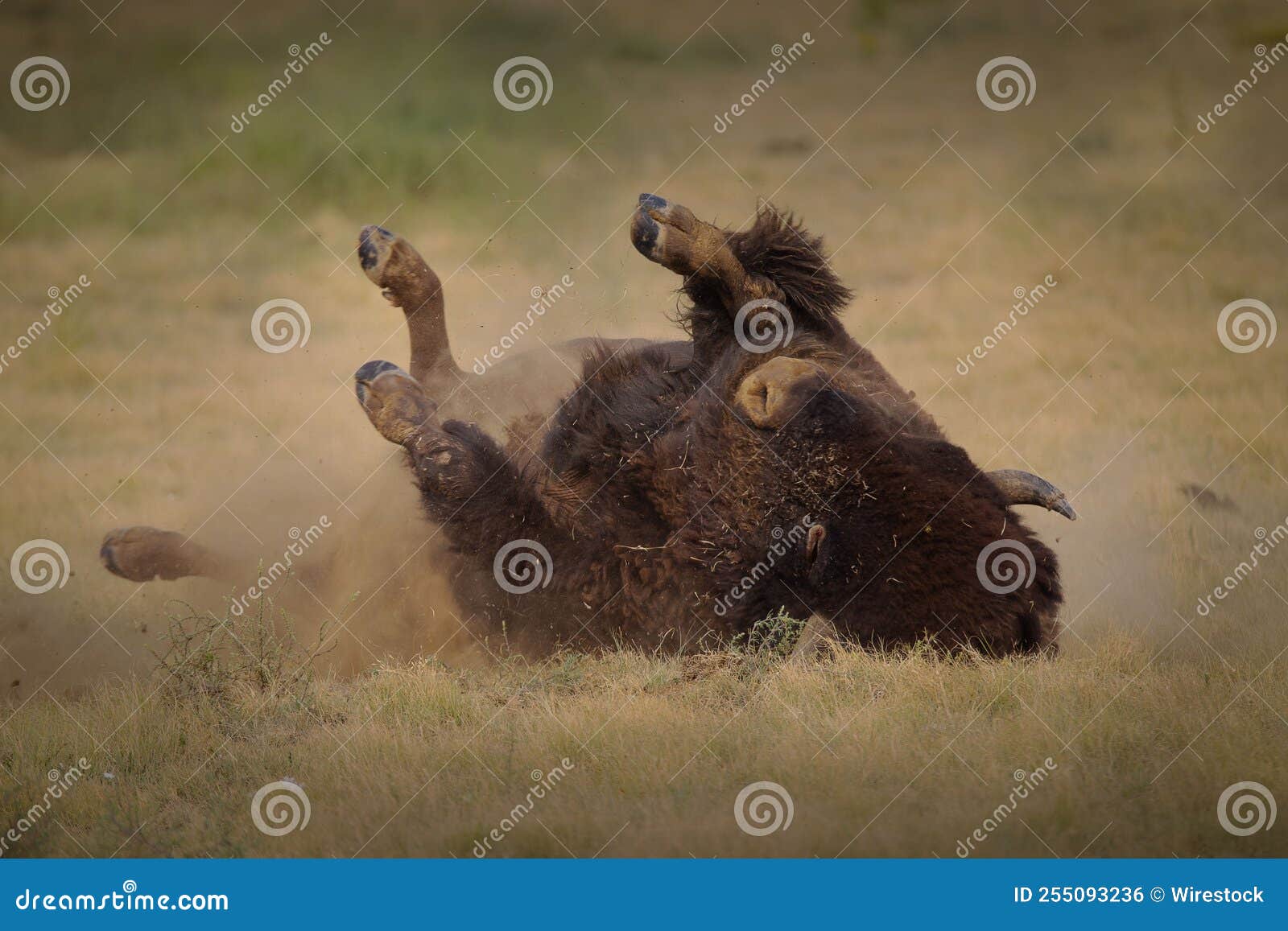 Closeup Shot of a Buffalo (bison) Rolling in the Dust Stock Photo ...