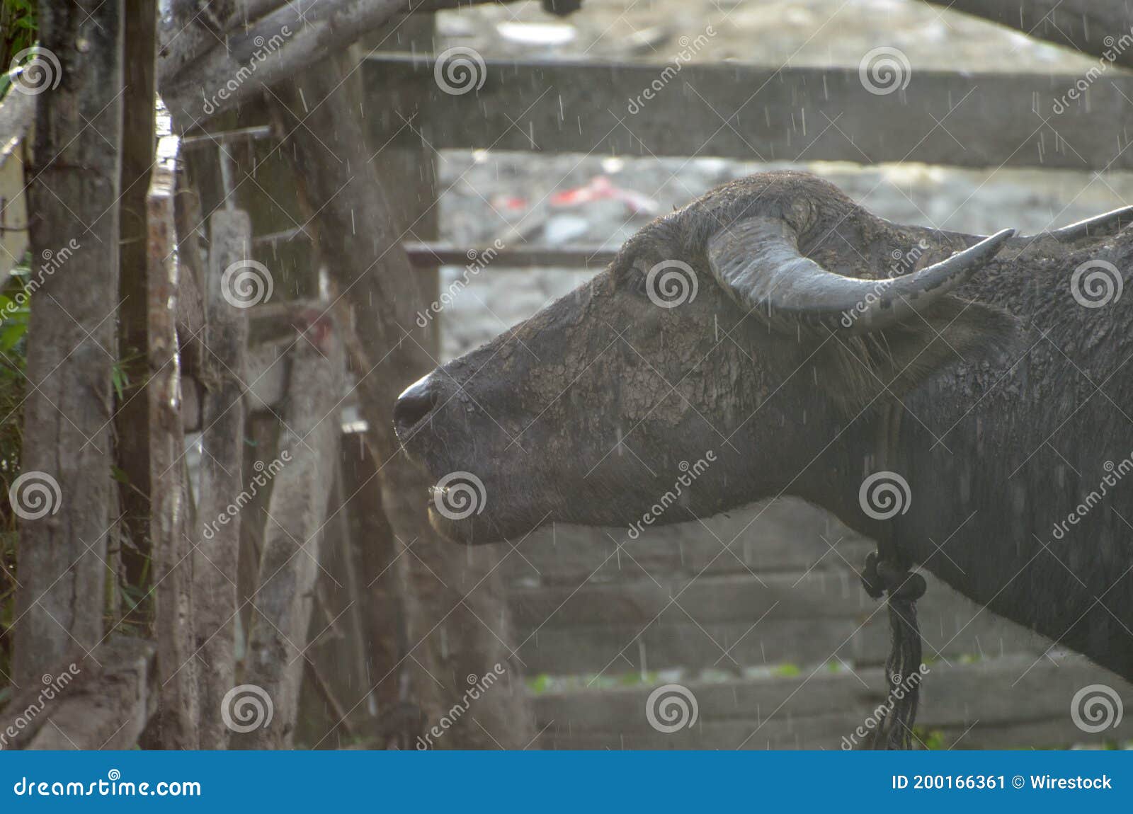 Closeup Shot of a Buffalo Standing in the Rain Stock Image - Image of ...