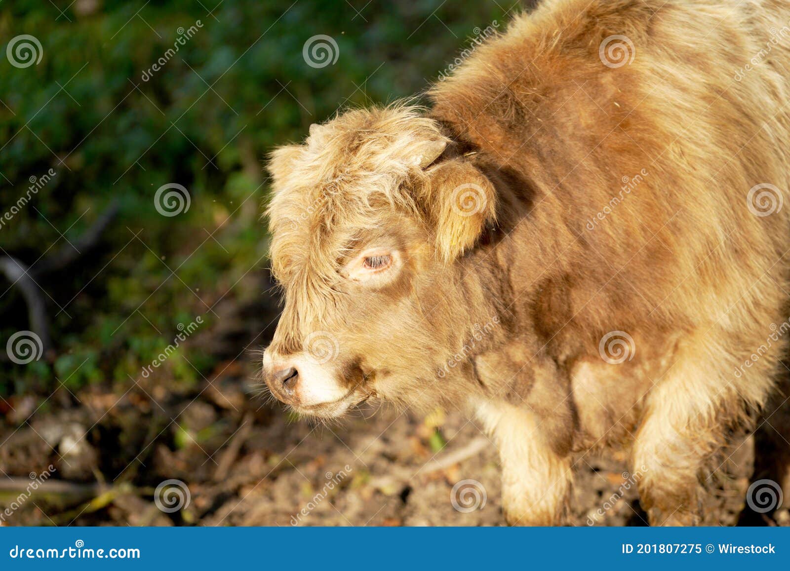 Closeup Shot of a Bull on the Lawn in the Farm Under the Daylight Stock ...