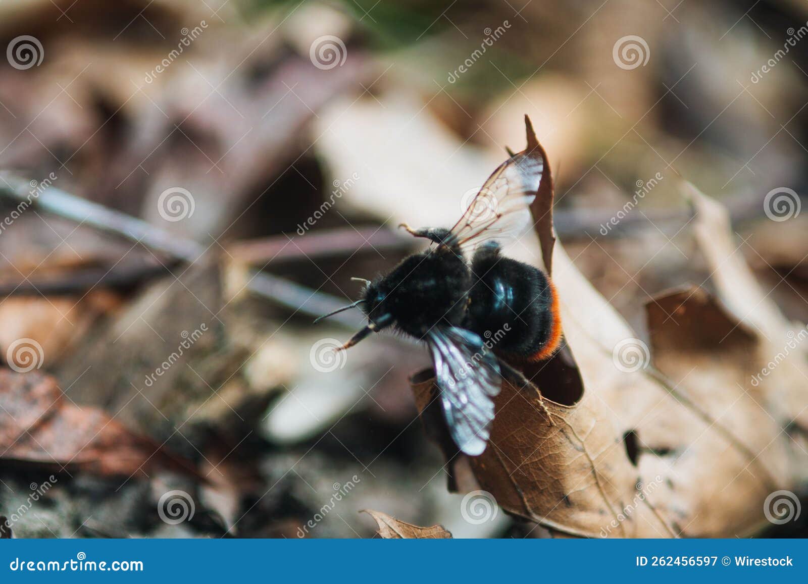 Closeup Shot of a Bumblebee on Dried Leaf in the Forest Stock Image ...