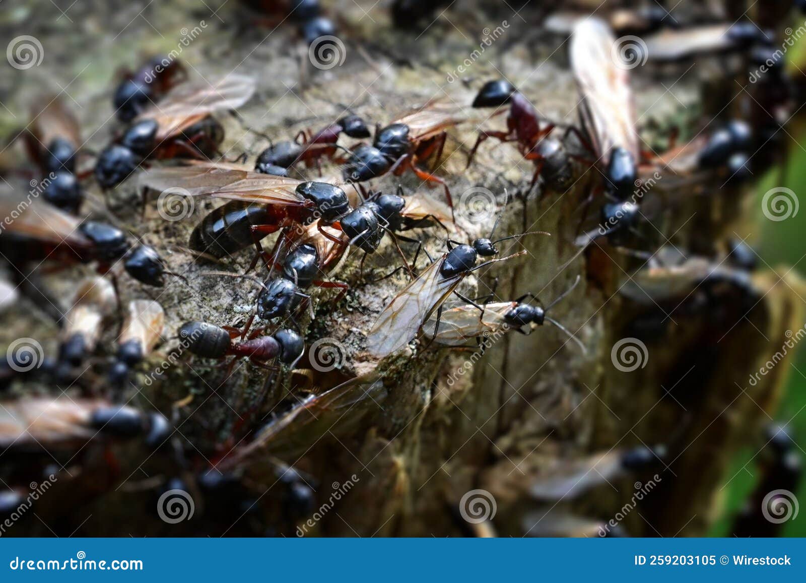 Closeup Shot of a Bunch of Flying Ants on the Ground Stock Image ...