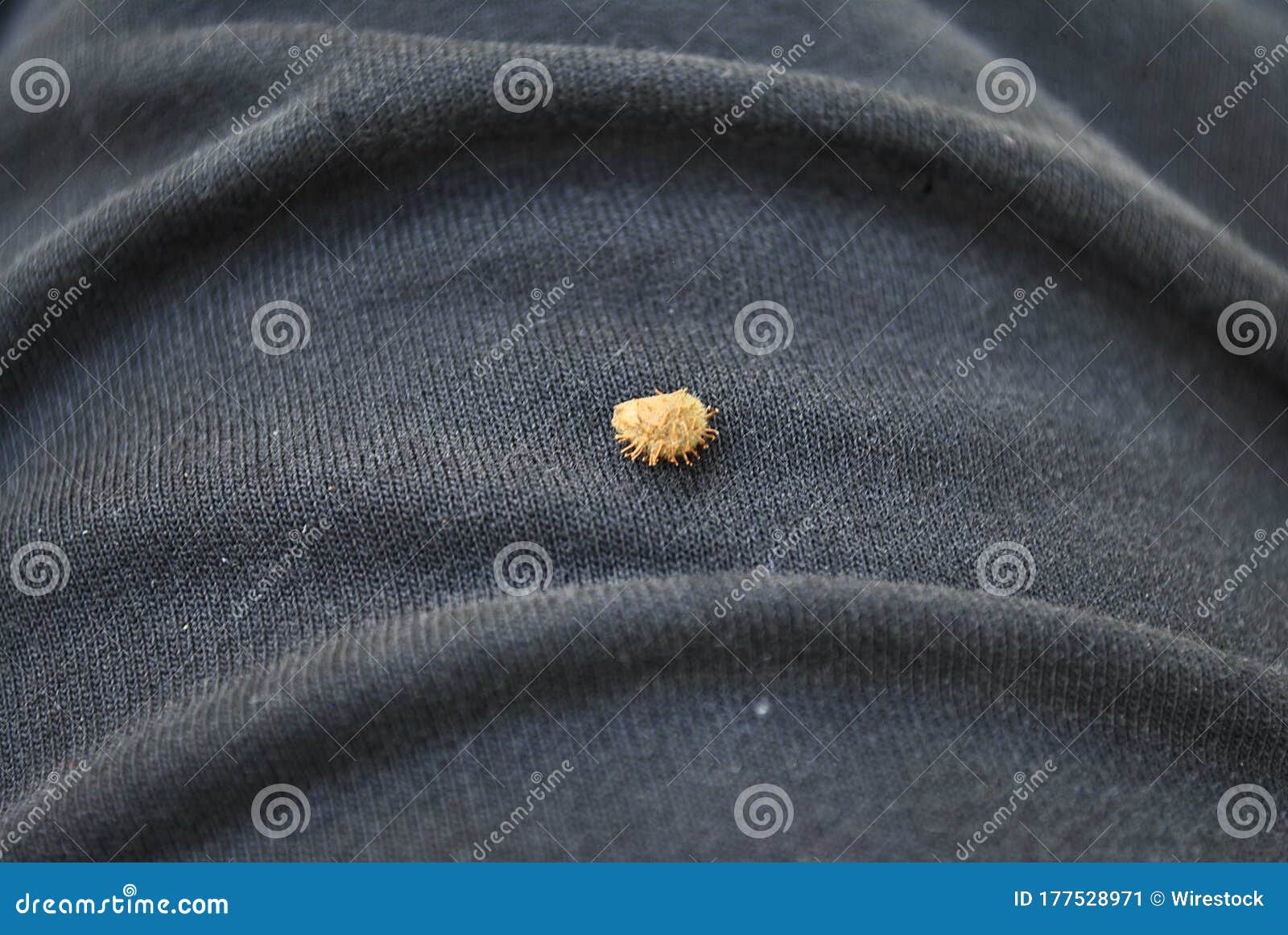 Closeup Shot of a Bur on Black Pants Stock Image - Image of plant ...
