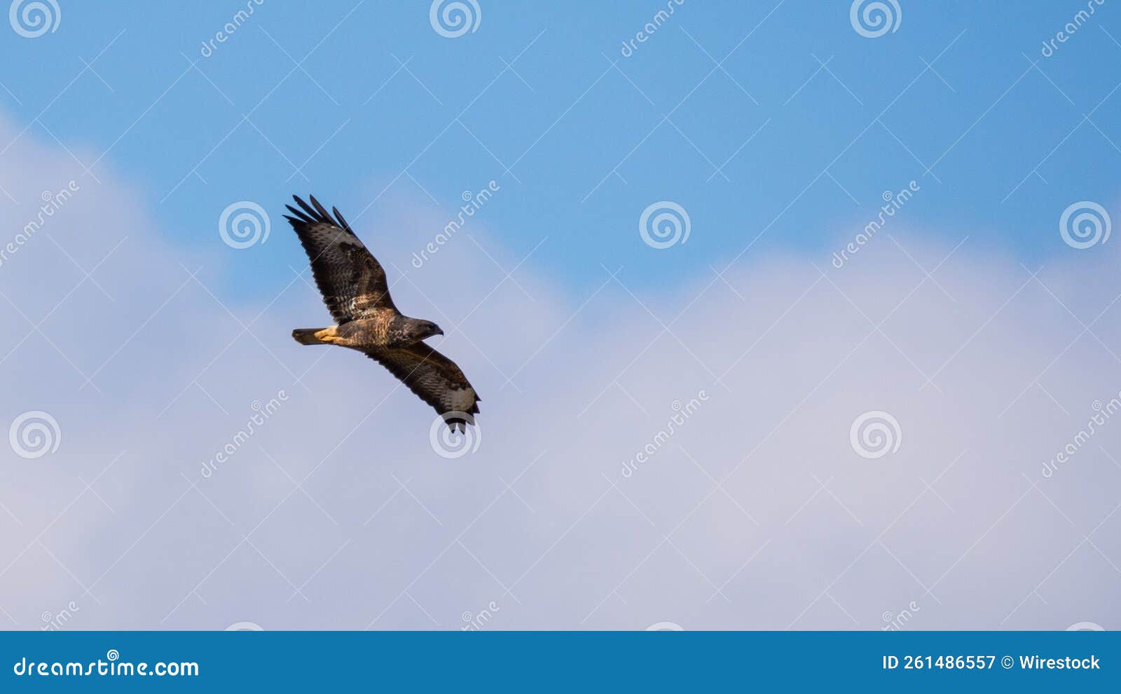 Closeup Shot of a Buzzard Devon Soaring in the Sky with Broad Open ...