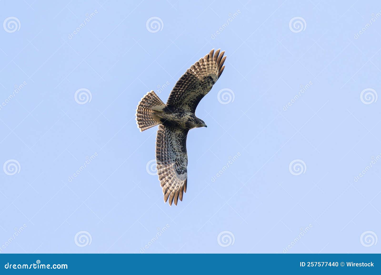 Closeup Shot of a Buzzard with Opened Wings on a Clear Blue Sky ...