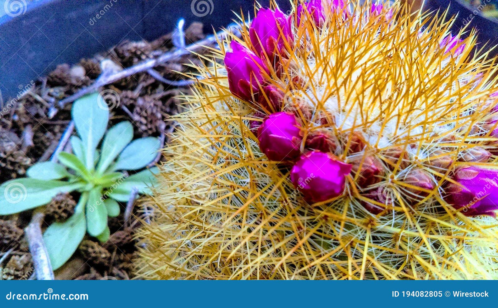 Closeup Shot of a Cactus with Sharp Spikes in the Pot Stock Image ...